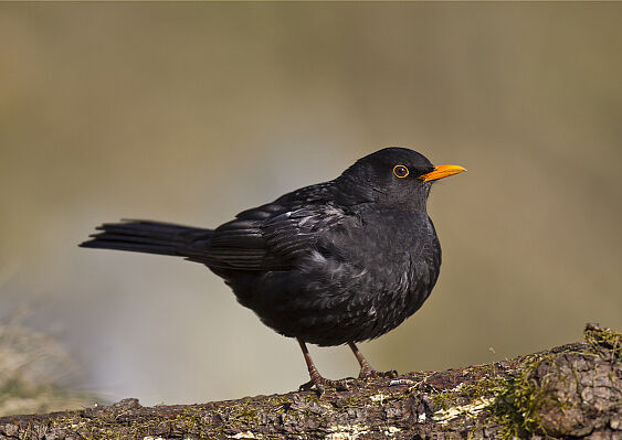 Vögel - BUND Naturschutz in Bayern e.V.